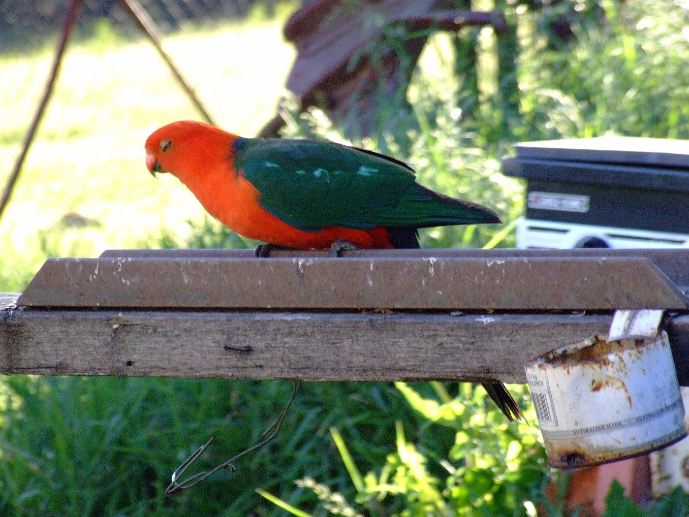 Photo: Winking King Parrot 001 | Australian King Parrot album | ooO ...