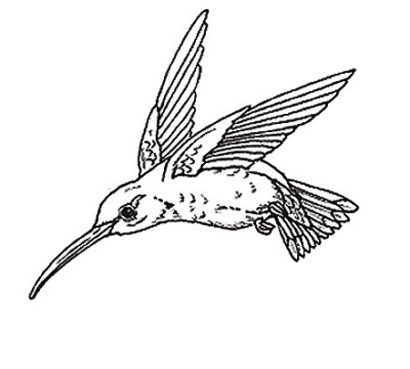 Photo: umbrella coloring hummingbird | Jan Bretts coloring pages album ...