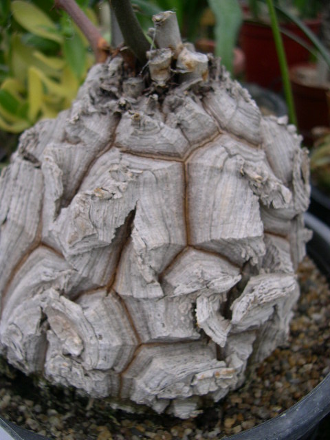 Photo: Dioscorea elephantipes | Caudex and Fat plants. album | Cok ...