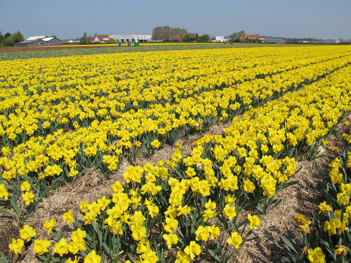 Photo: bollen 014 | wandeling bollenvelden album | gert | Fotki.com ...