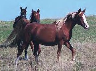 Arabian Album: Sabino Horses | Hypoint | Fotki.com, photo and video ...