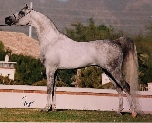 Photo: GH VENTURE #459759 (Bey Shah+ x QF Noblesse, by QF Balladeer ...