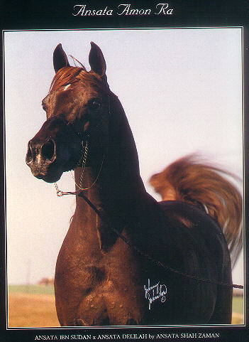 Photo: ANSATA AMON RA #157650 (Ansata Ibn Sudan x Ansata Delilah) 1977 ...