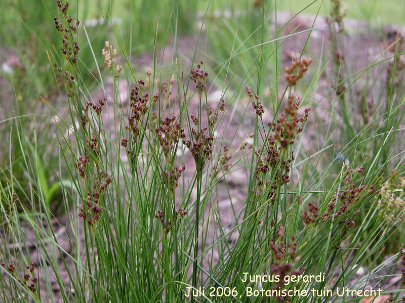 Photo: Juncus gerardi | Juncus album | Nora Goosen
