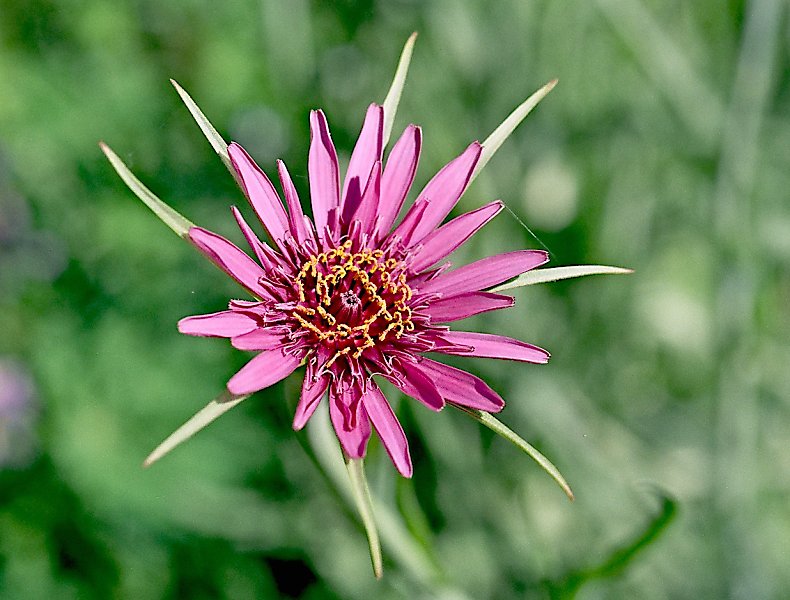 Photo: Tragopogon sp. | Flowers album | finnfungi | Fotki.com, photo ...
