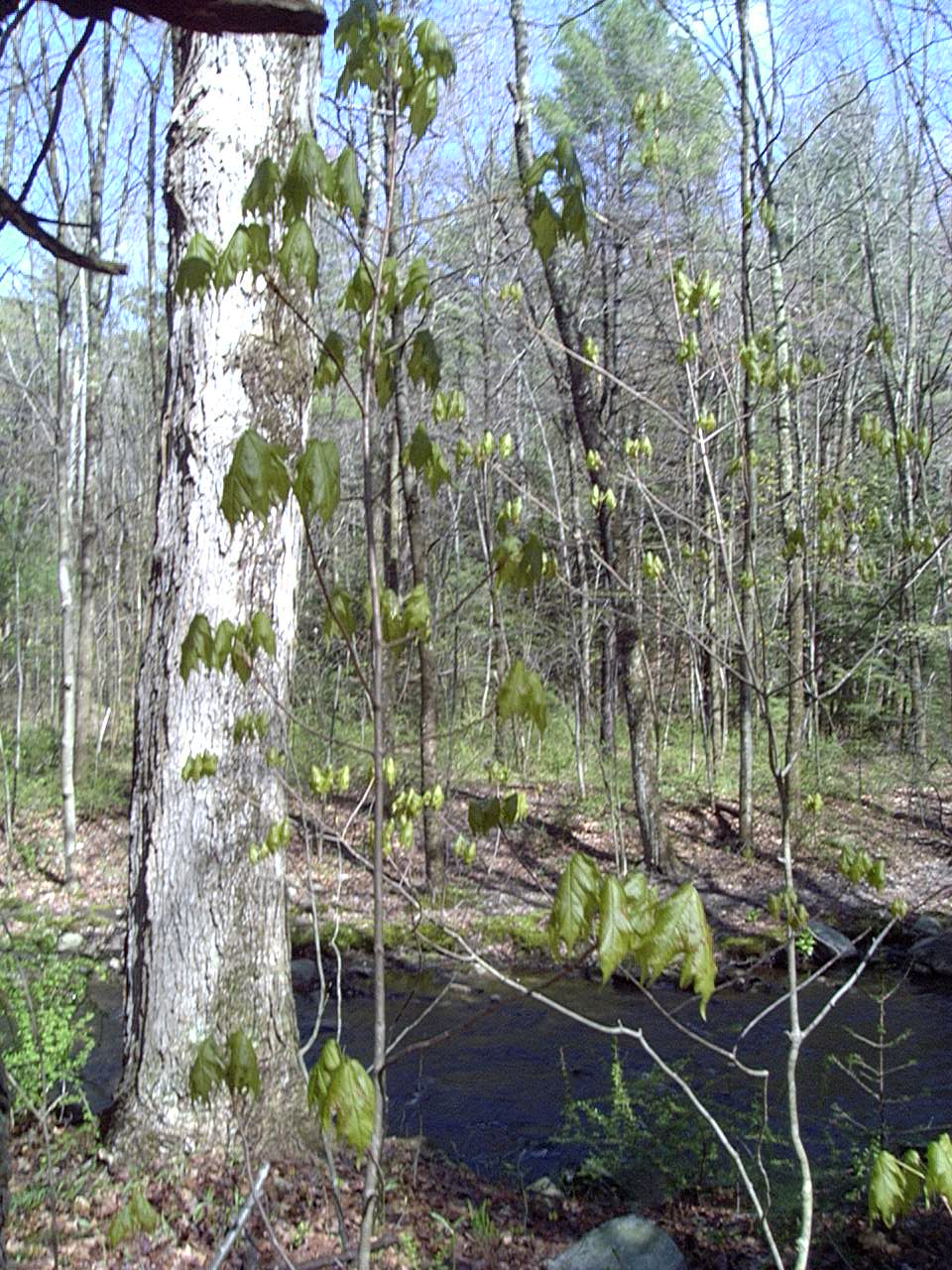 ROBERT FROST TRAIL album | Don | Fotki.com, photo and video sharing ...