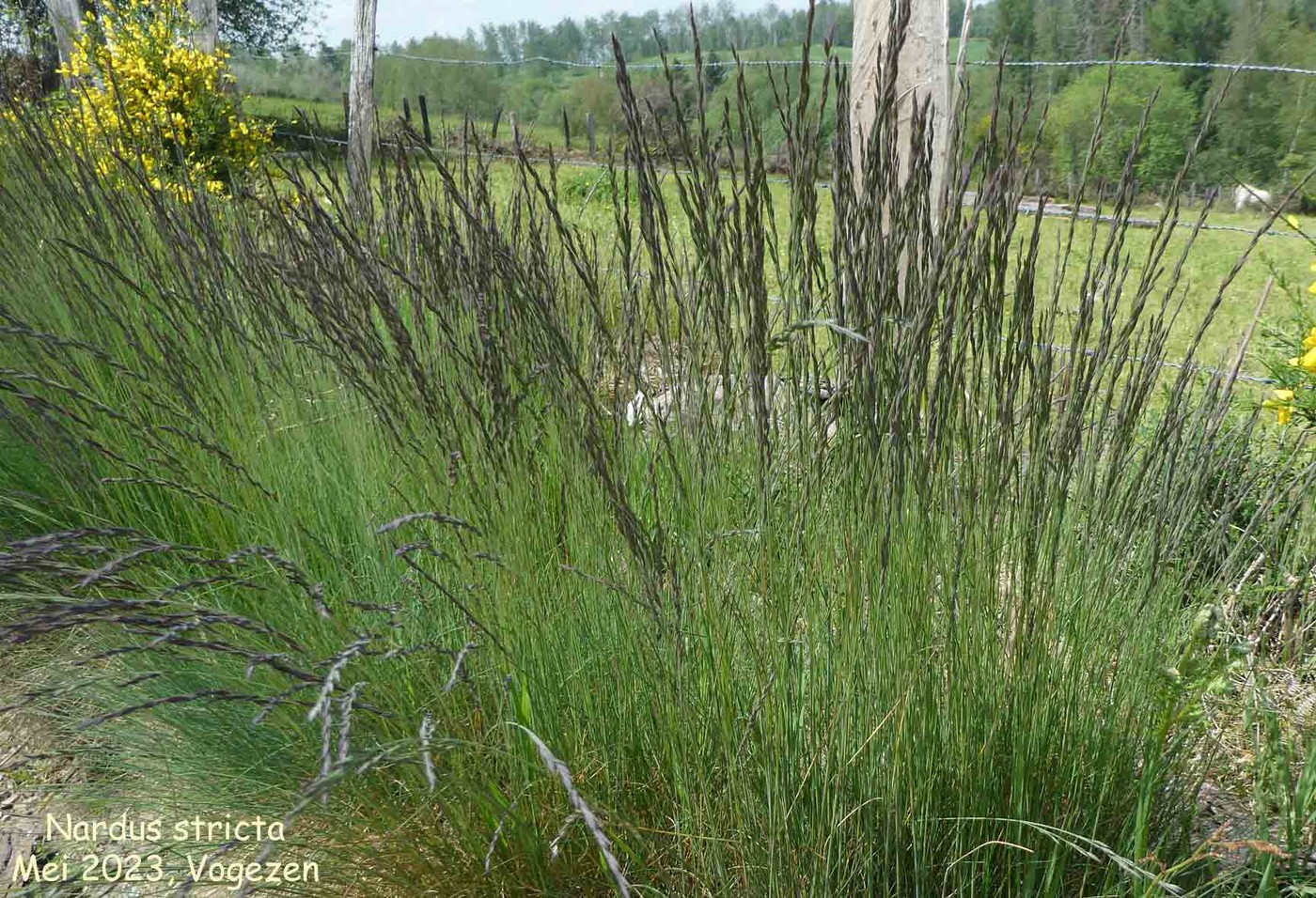 Photo: Nardus stricta | Z. Poaceae (others) album | Nora Goosen | Fotki ...