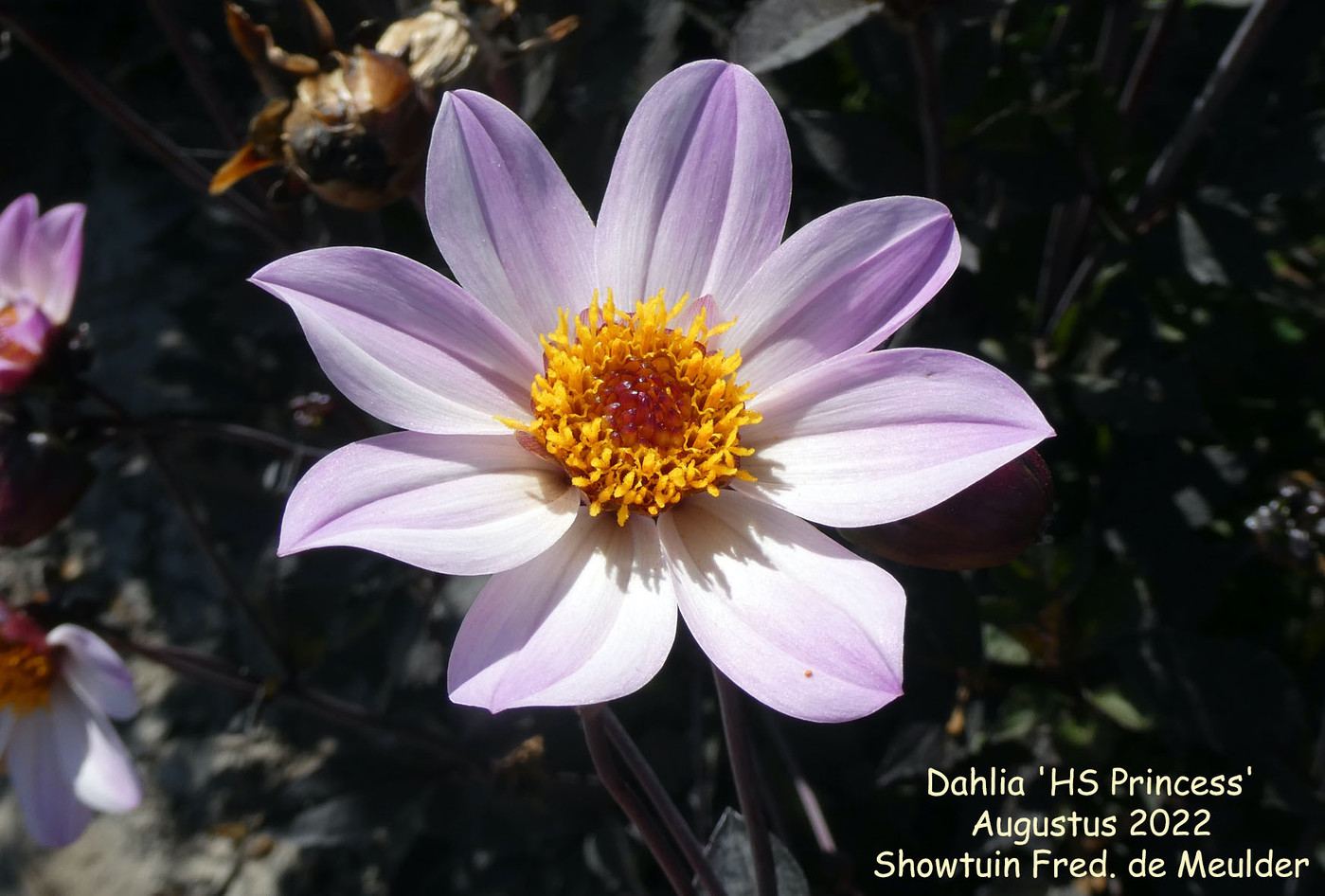 Photo: Dahlia 'HS Princess' | Dahlia (hybrid cultivars) album | Nora ...