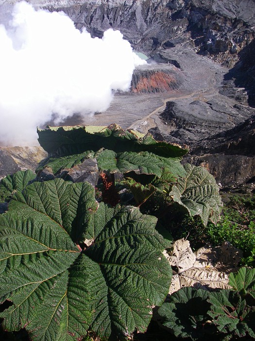 Photo: Gunnera talamancana, Volcan Poas, 2700m, Costa Rica 2011 021 ...