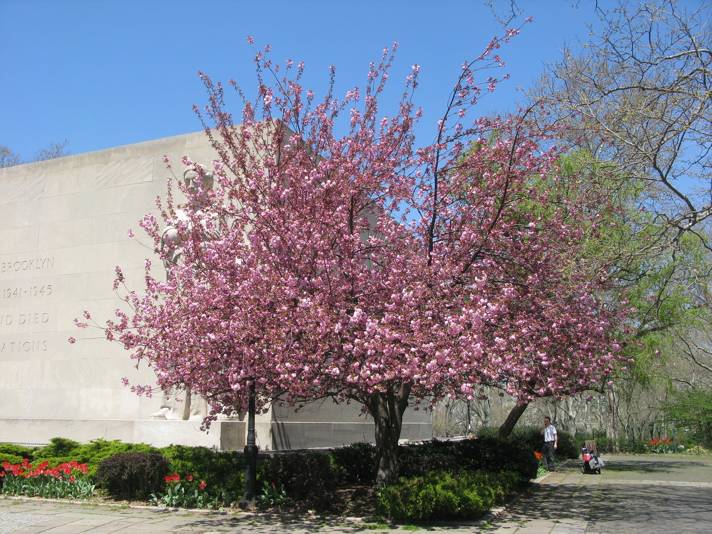 Photo: Quanson Cherry Tree, Brooklyn, NY. | Jerry's Tour of Brooklyn ...