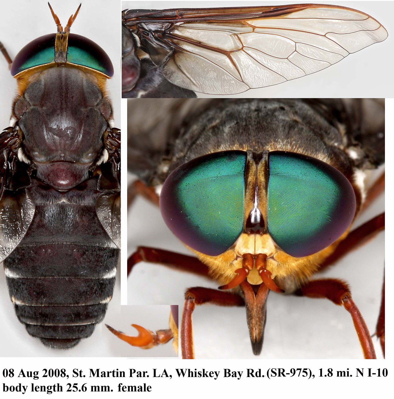 Photo: Tabanus americanus | Tabanidae (Deer Flies and Horse Flies ...