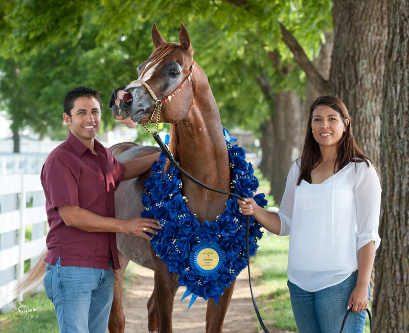 Photo: ZAKI IBN FARID CR #640799 (Anaza el Farid x Bint Aliah Halima ...