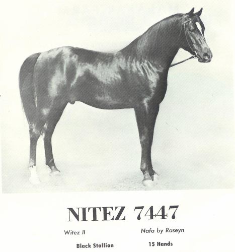 Photo: NITEZ 1952-1974 black stallion (*Witez II x Nafa, by *Raseyn ...