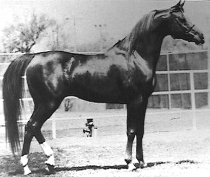 Photo: WISAOUD 1961 chestnut stallion (Islam x Bint Witez, by *Witez II ...