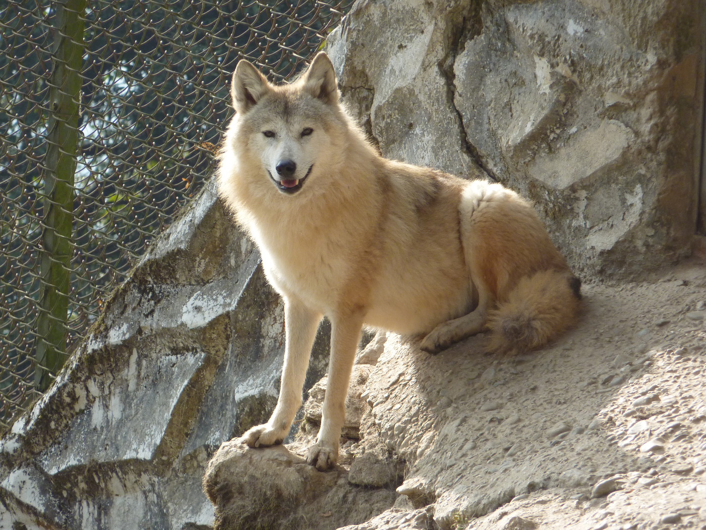 Photo: Himalayan Wolf 2 | Zoo and Museums album | Mike | Fotki.com ...